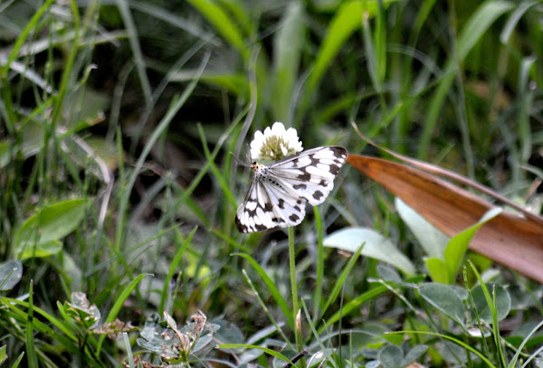 Arctiid Moth | Project Noah