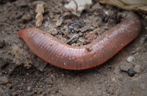 Earthworm | Project Noah