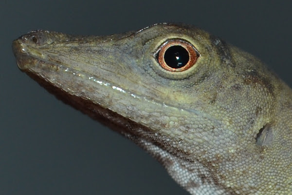 Anolis | Project Noah