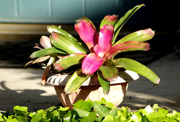 Blushing bromeliad | Project Noah
