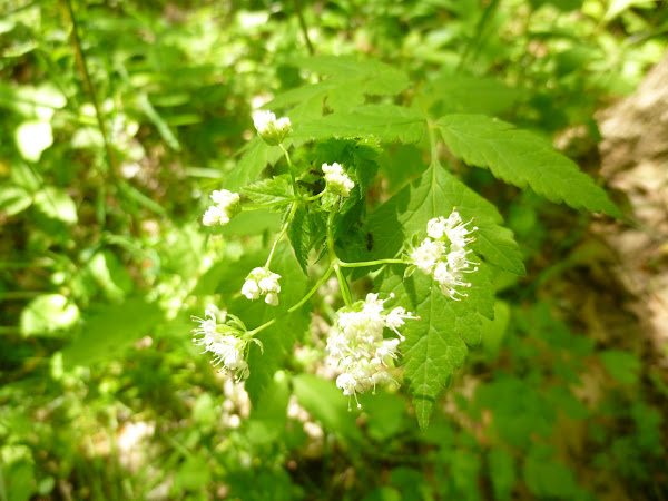 Wild Anise | Project Noah