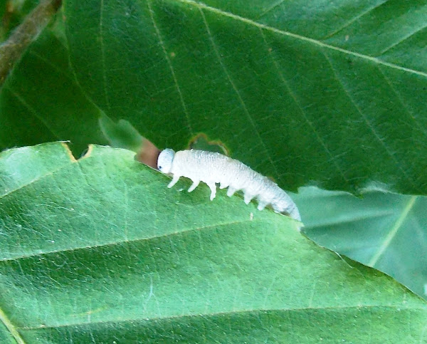 Forage Looper (Moth Larvae) | Project Noah