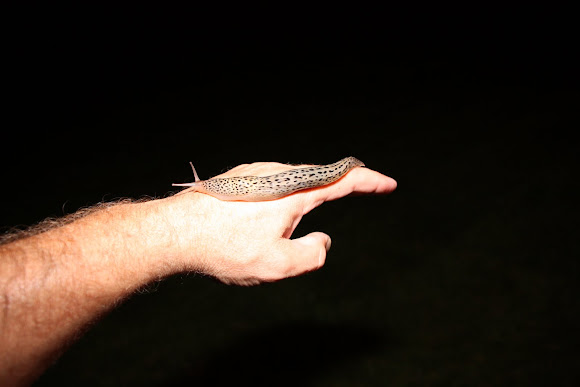 Great Gray Slug or Leopard Slug | Project Noah