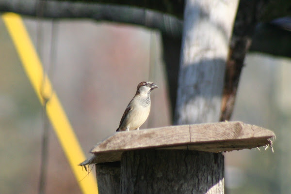 House Sparrow Fall Plumage (male) | Project Noah