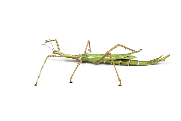 Goliath stick insect | Project Noah