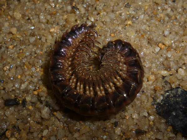 Tractor millipede | Project Noah
