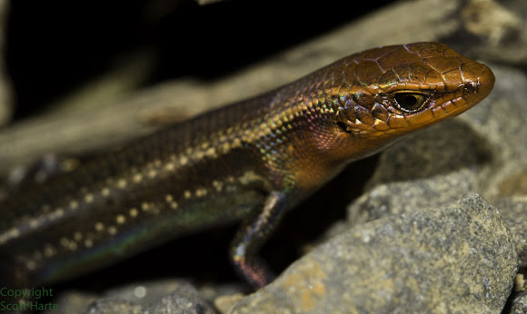 Red-throated Rainbow Skink | Project Noah