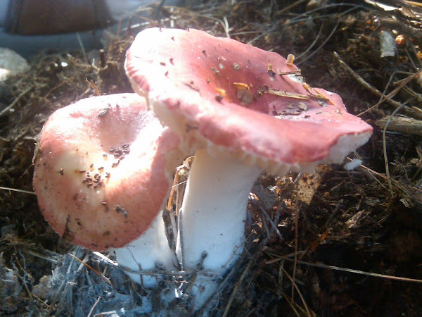 Shrimp Russula | Project Noah