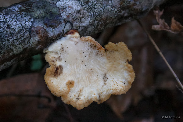 Hexagonal-pored Polypore | Project Noah