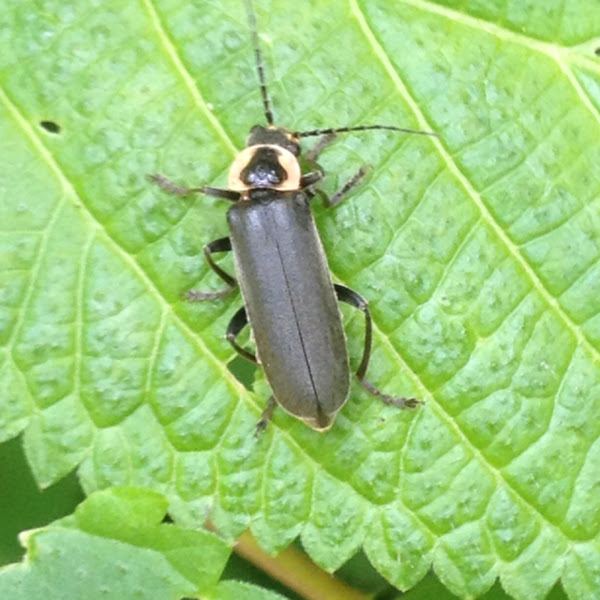 Black Firefly | Project Noah