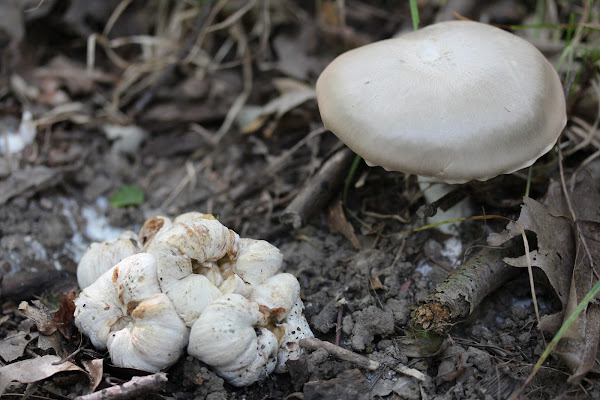 Aborted Entoloma | Project Noah