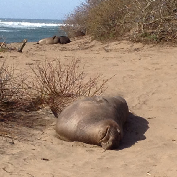 Northern Elephant seal | Project Noah