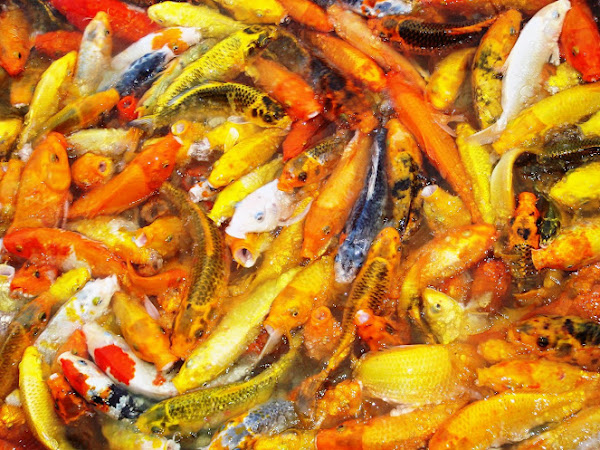 Common Carp | Project Noah