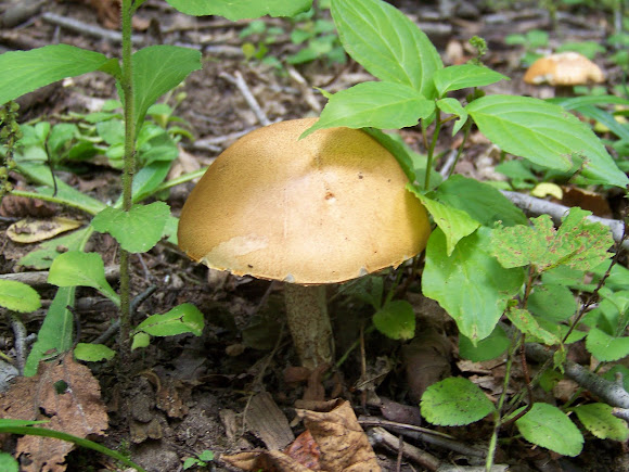 Leccinum sp. | Project Noah