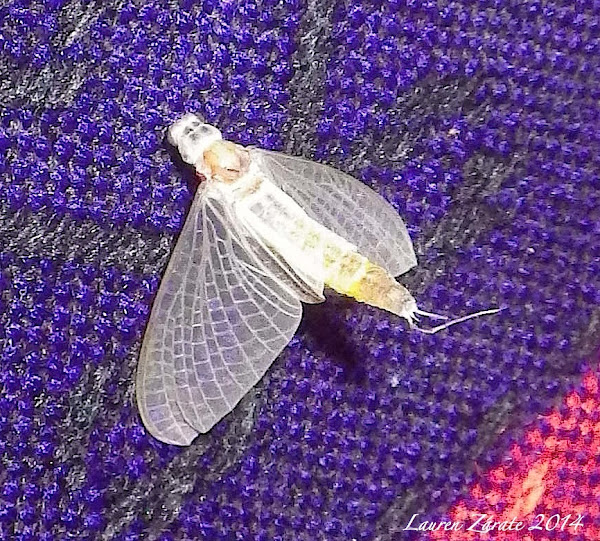 Mayfly | Project Noah