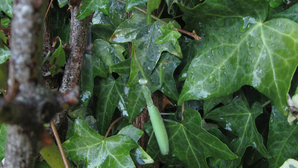 Barbantesa (gl), Mantis religiosa (es), Praying mantis (uk) | Project Noah