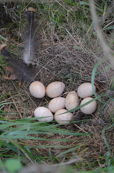 Wild Turkey- Nest & Eggs | Project Noah