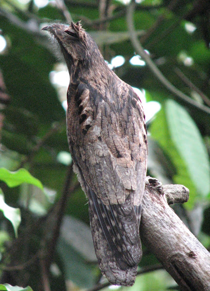 Common Potoo | Project Noah
