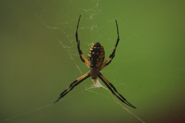 Male and Female Black and Yellow Garden Spider or Writing Spider ...
