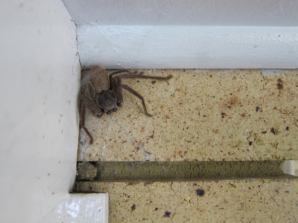 Brown Huntsman Spider | Project Noah