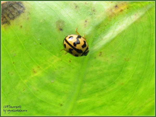 Indian Wave Striped Ladybug | Project Noah