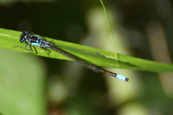 Pacific Forktail | Project Noah