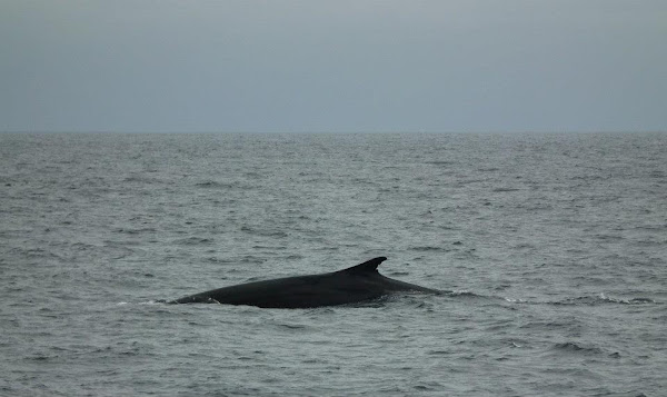 Fin Whale | Project Noah