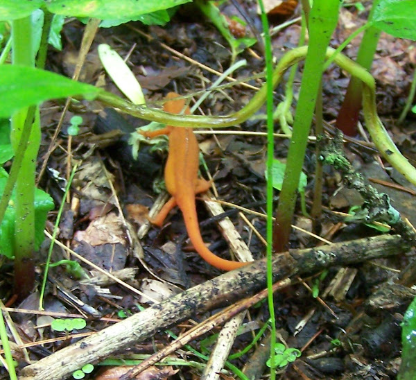 Eastern Newt (Red Eft) | Project Noah