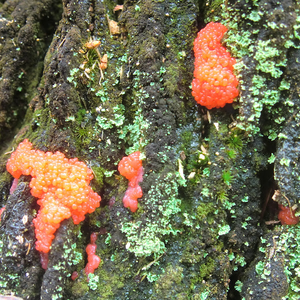 Red raspberry slime mold | Project Noah