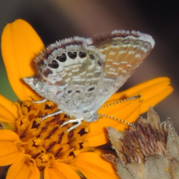Western Pygmy-blue | Project Noah