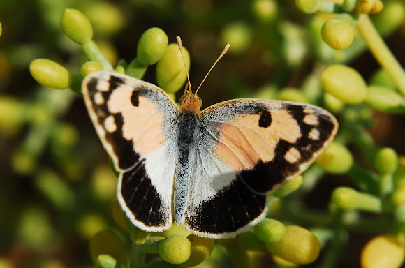 Blue-spotted Arab butterfly | Project Noah