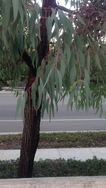 Eucalyptus | Project Noah