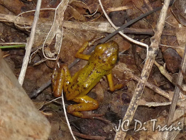 Mustard Poison Dart Frog | Project Noah