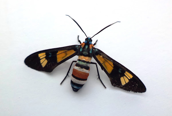 Wasp moth | Project Noah