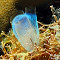 Blue Club Tunicate | Project Noah