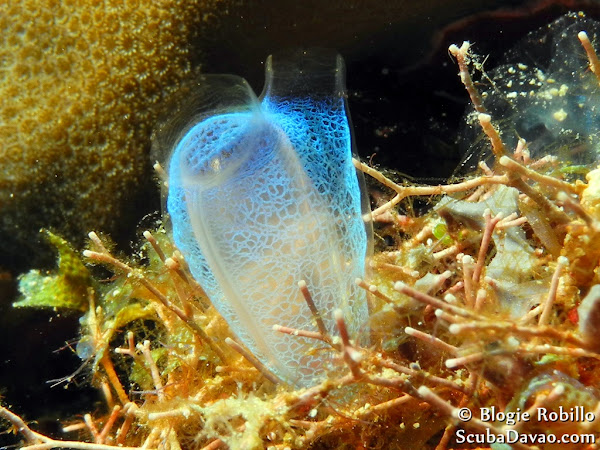 Blue Club Tunicate | Project Noah