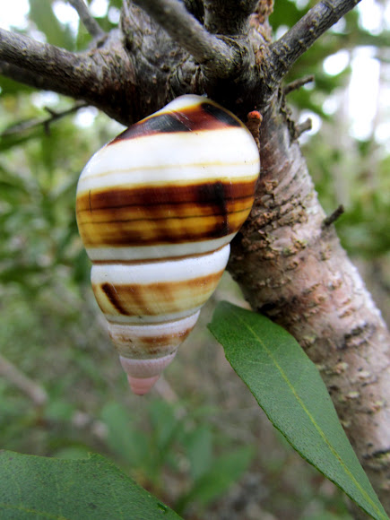 Florida Tree Snail | Project Noah