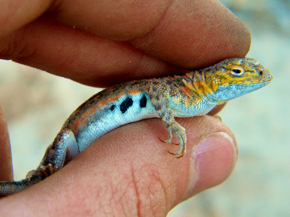 Northern Earless Lizard | Project Noah