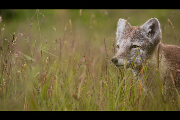 Arctic Fox | Project Noah