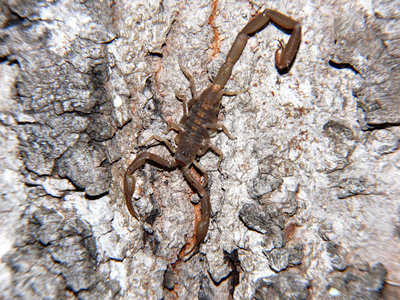 Bark scorpion | Project Noah