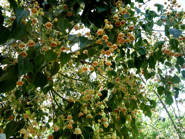 Árbol botella, braquiquito | Project Noah