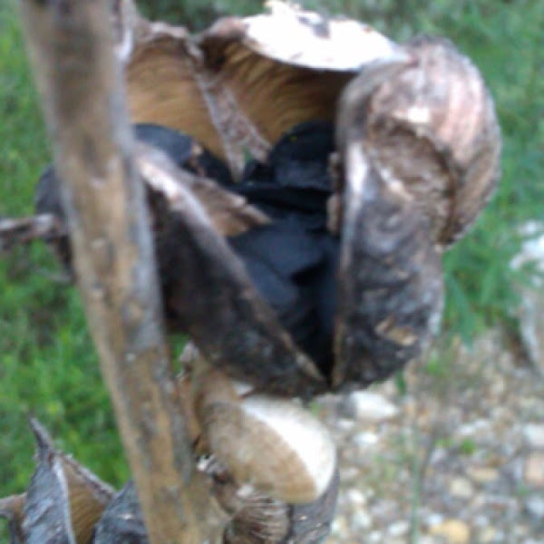 Red Yucca seed pod | Project Noah