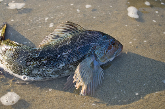 Kelp Greenling | Project Noah