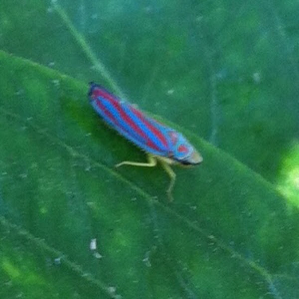 Red-banded Leafhopper | Project Noah