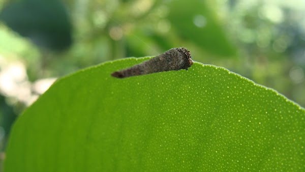 Cone Case Moth | Project Noah