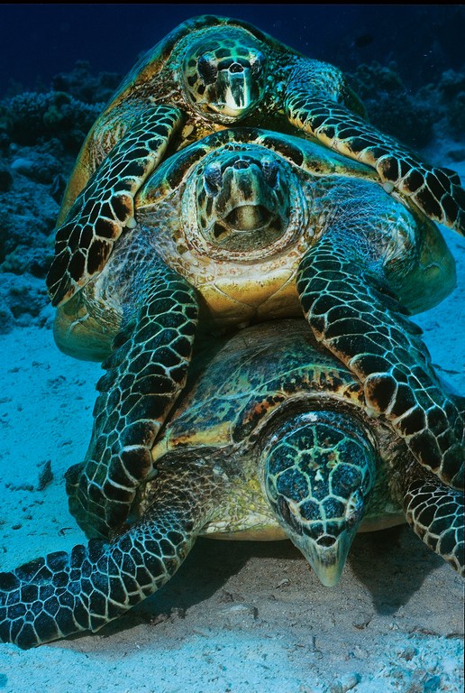 Hawksbill sea turtle | Project Noah