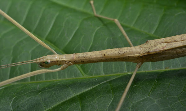 Winged Stick Insect, Phasmid - Female | Project Noah