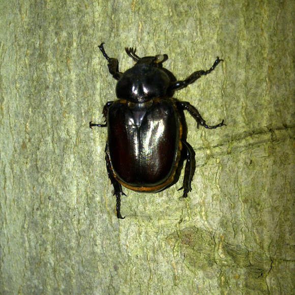 Hermit beetle | Project Noah