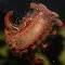 Monkey Slug or Hag Moth Caterpillar | Project Noah