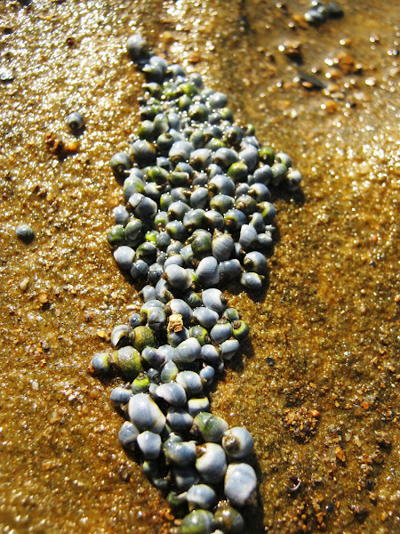 African periwinkle | Project Noah